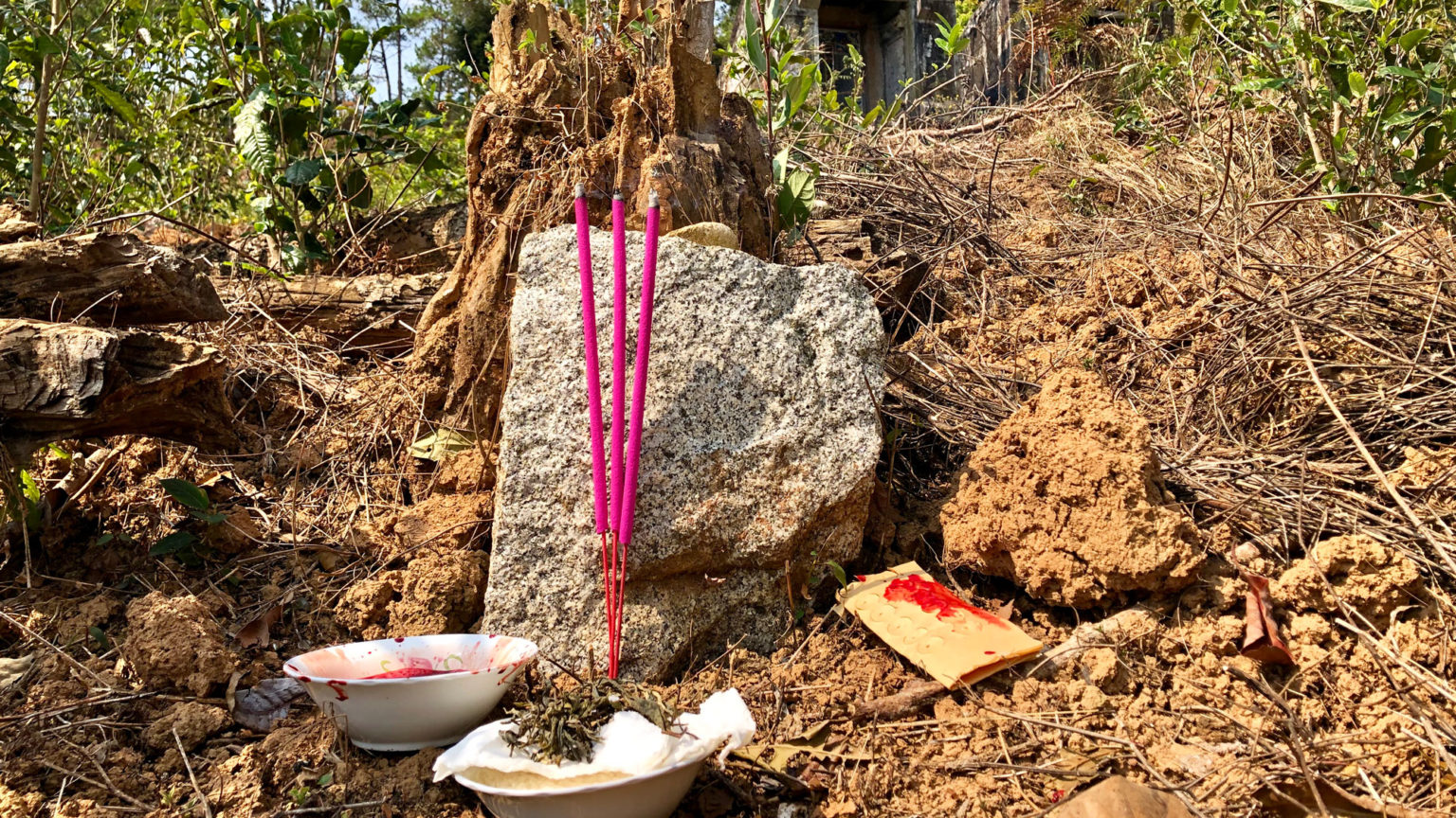 9-chopped-down-mountain-god-tree - Institute of Current World Affairs